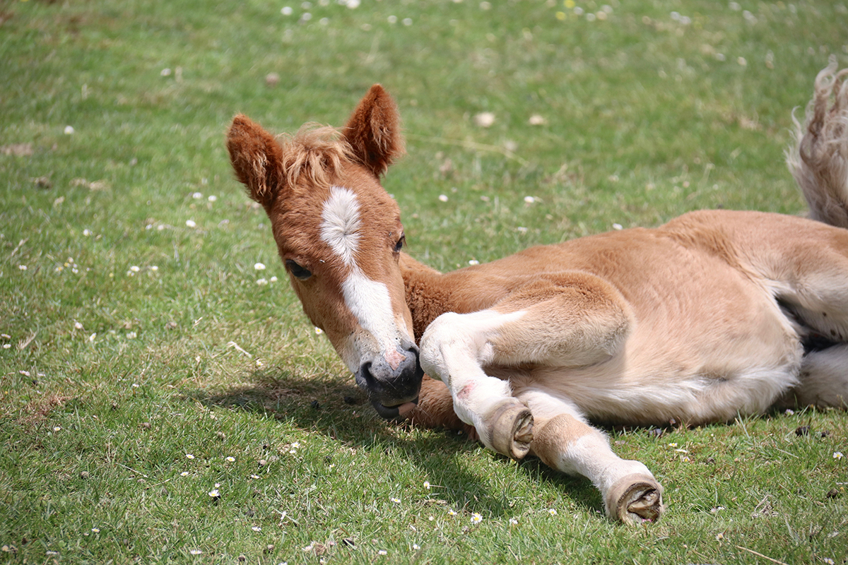 Common Foaling Complications - Horse Breeding 101
